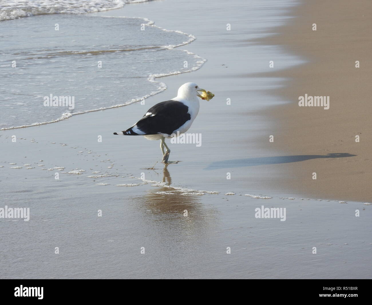 seagull wading in the shallows on the beach Stock Photo - Alamy