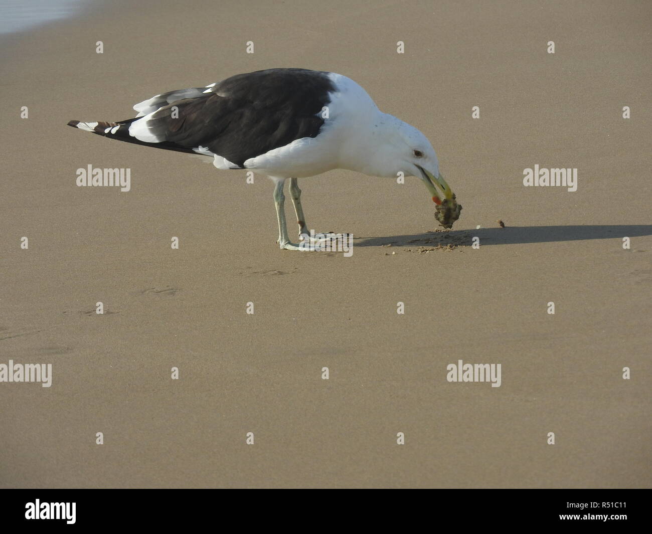 seagull wading in the shallows on the beach Stock Photo - Alamy
