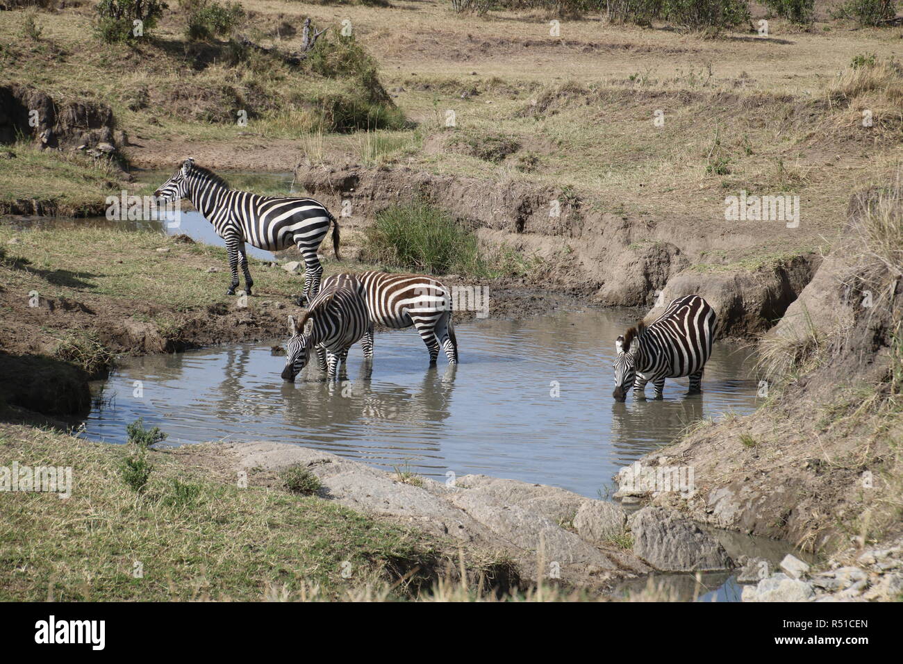 Zebras at water hole hi-res stock photography and images - Alamy
