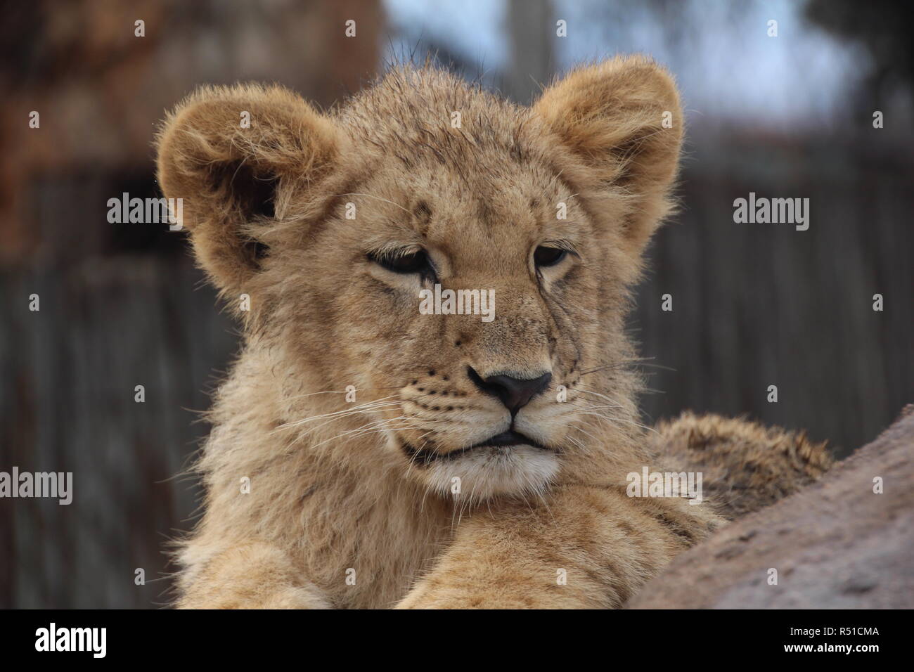 young lion resting but still keeping watch Stock Photo - Alamy