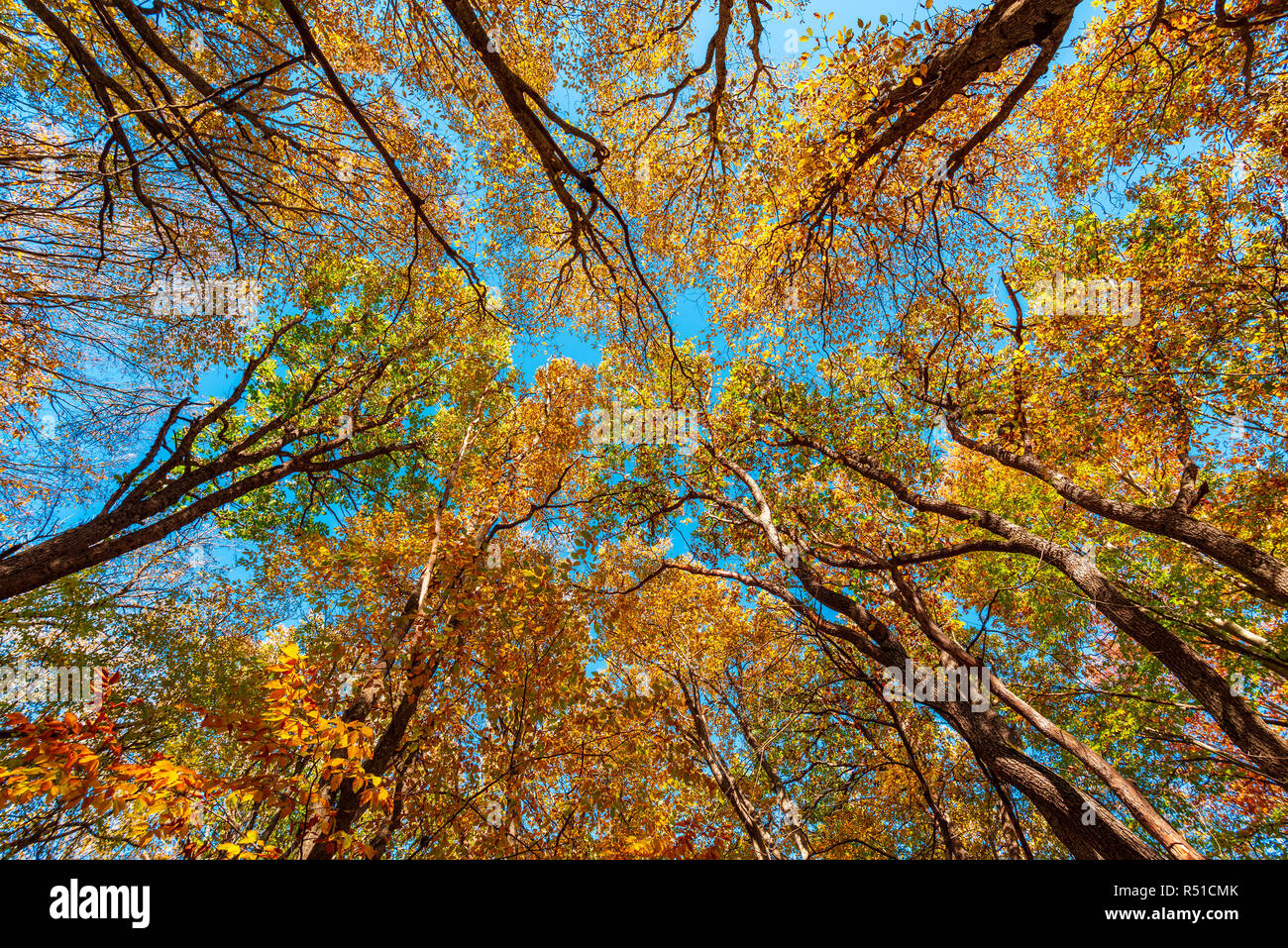 Colorful autumn forest landscape Stock Photo - Alamy