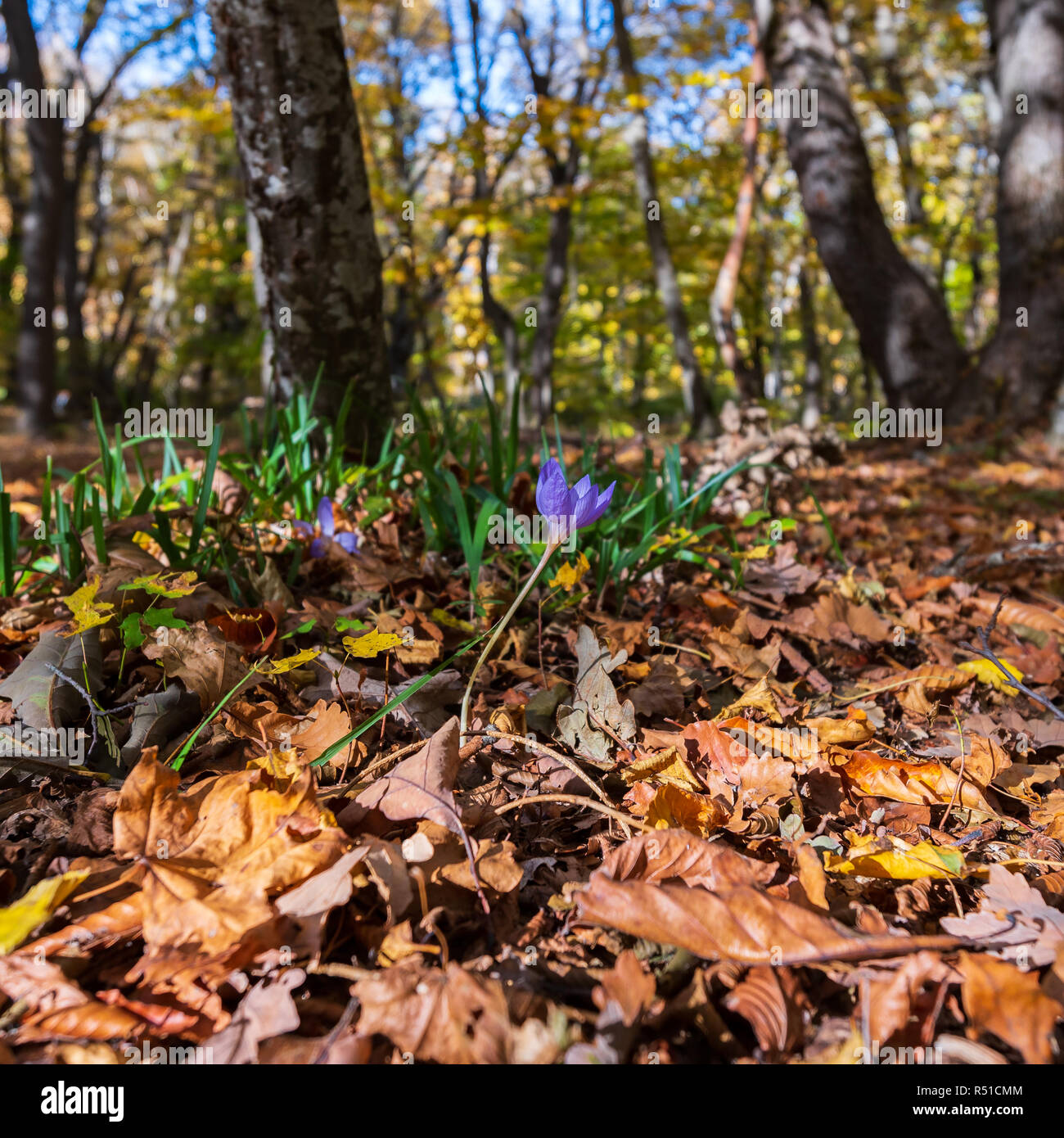 Crocus with autumnal leaves hi-res stock photography and images - Alamy