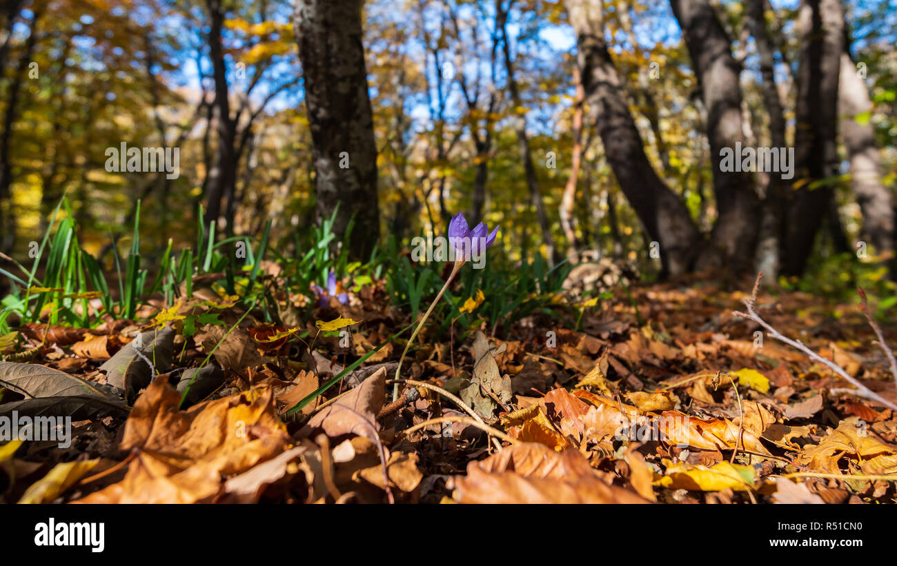 Yellow autumn crocus hi-res stock photography and images - Alamy
