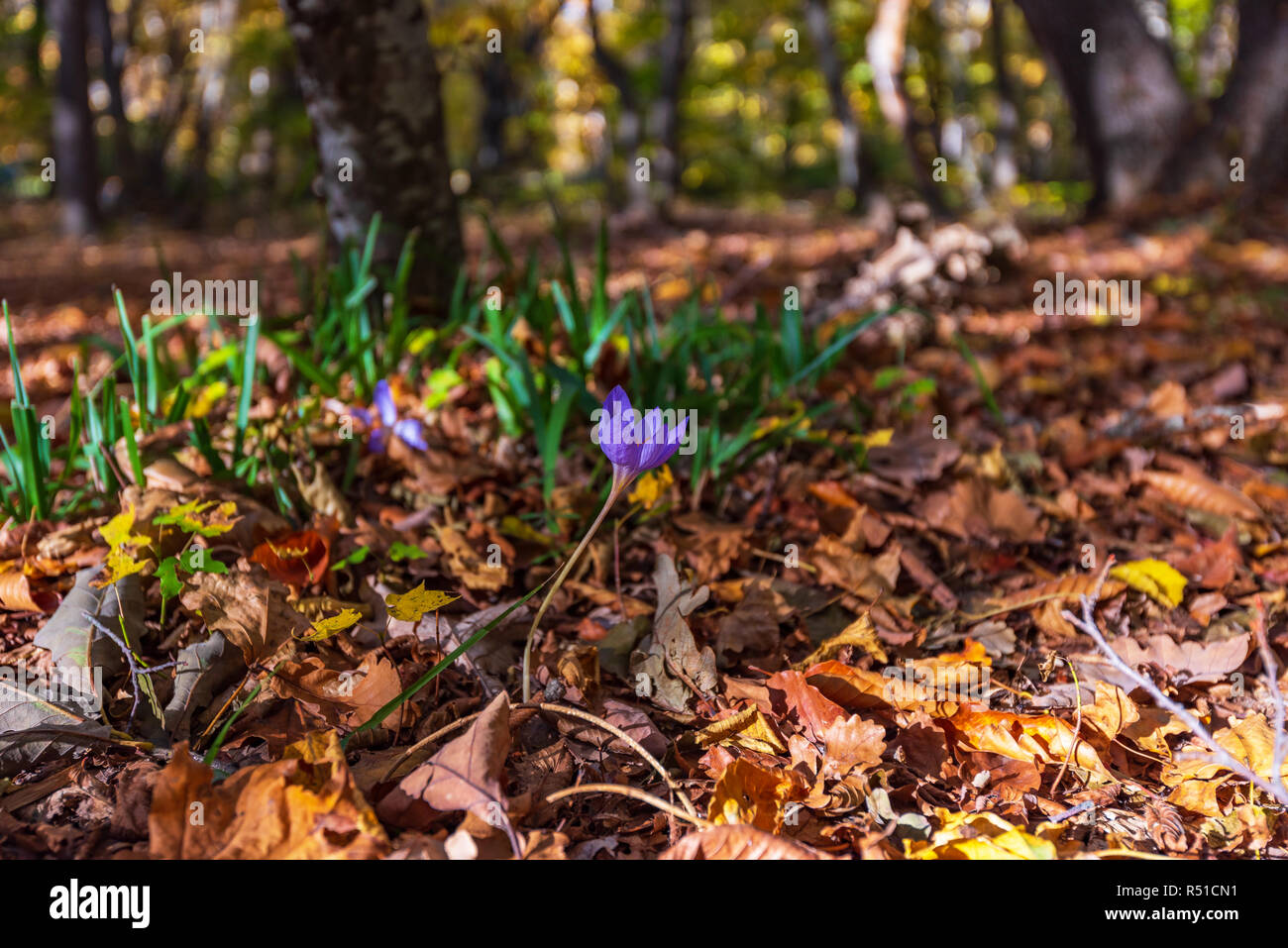 Yellow autumn crocus hi-res stock photography and images - Alamy