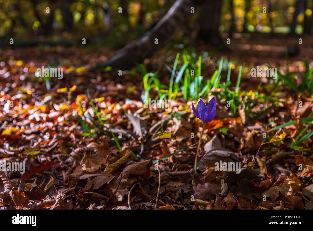 Crocus with autumnal leaves hi-res stock photography and images - Alamy