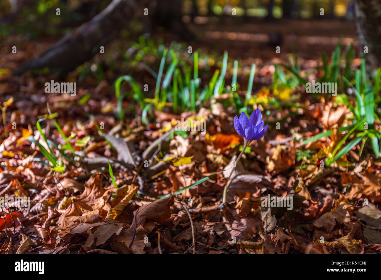 Crocus with autumnal leaves hi-res stock photography and images - Alamy