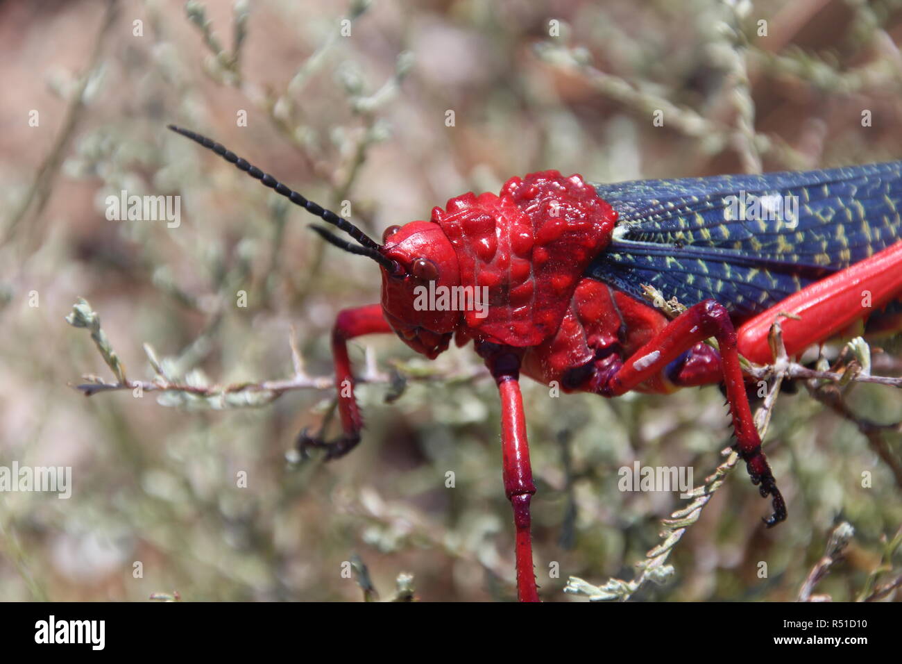 bright red grass hopper Stock Photo - Alamy