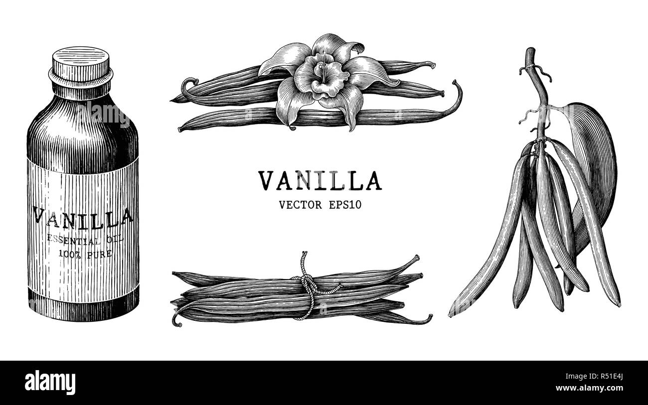 Vanilla Extract Clip Art