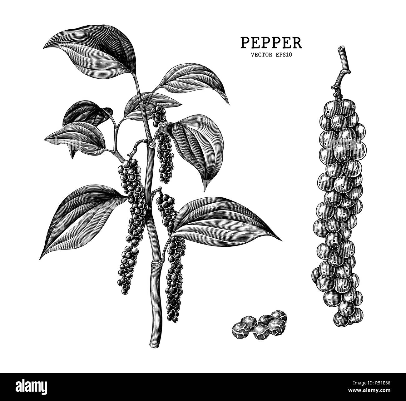 Pepper hand draw vintage clip art isolated on white background Stock ...