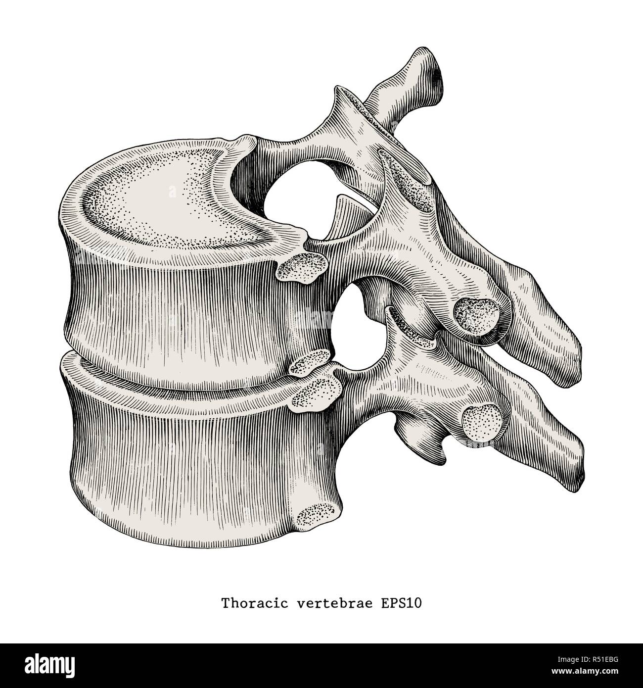 Thoracic vertebrae Stock Vector Images - Alamy