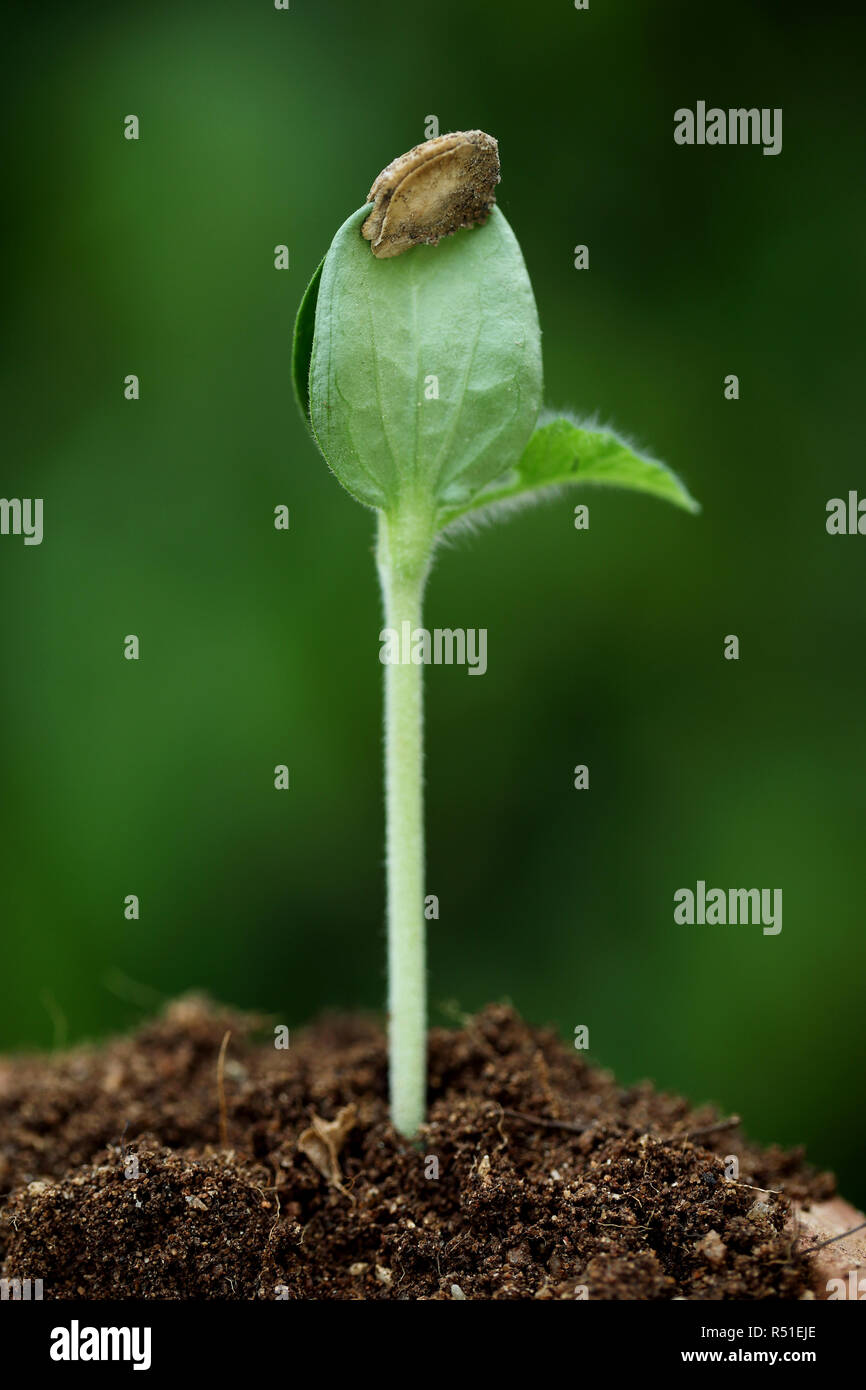 Green sprout growing from seed Stock Photo - Alamy