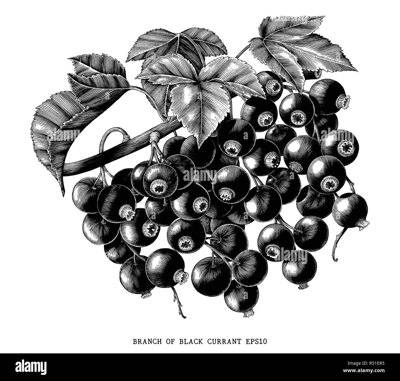 Branch of black currant botanical vintage engraving illustration ...
