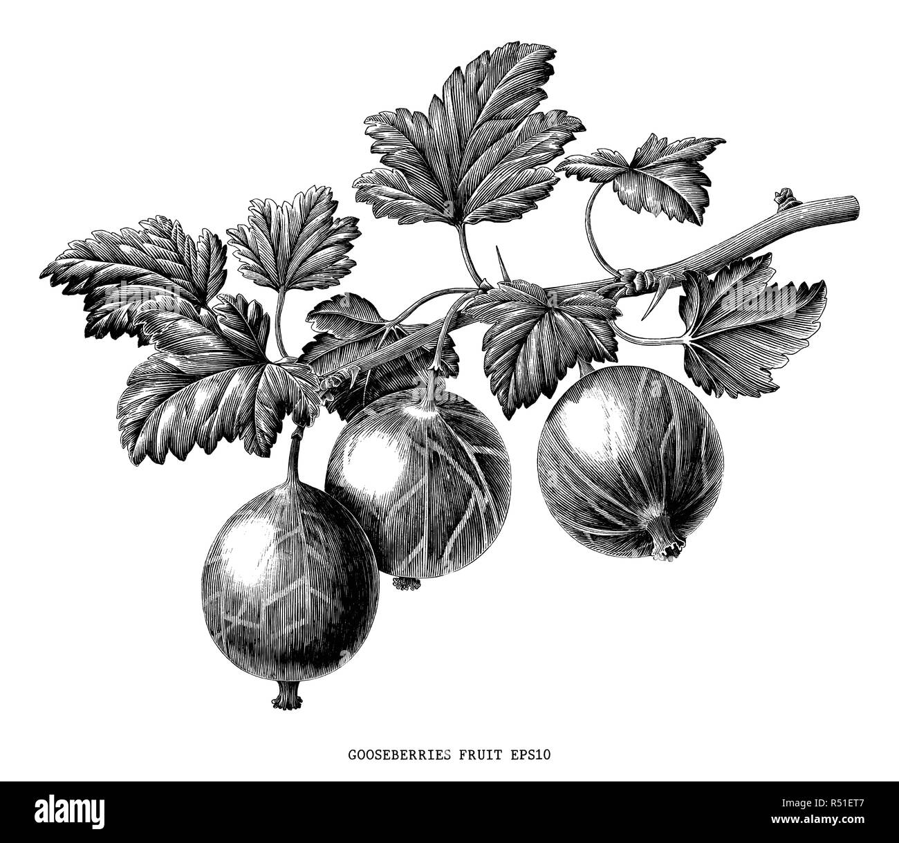 Gooseberries fruit plant botanical vintage engraving illustration ...