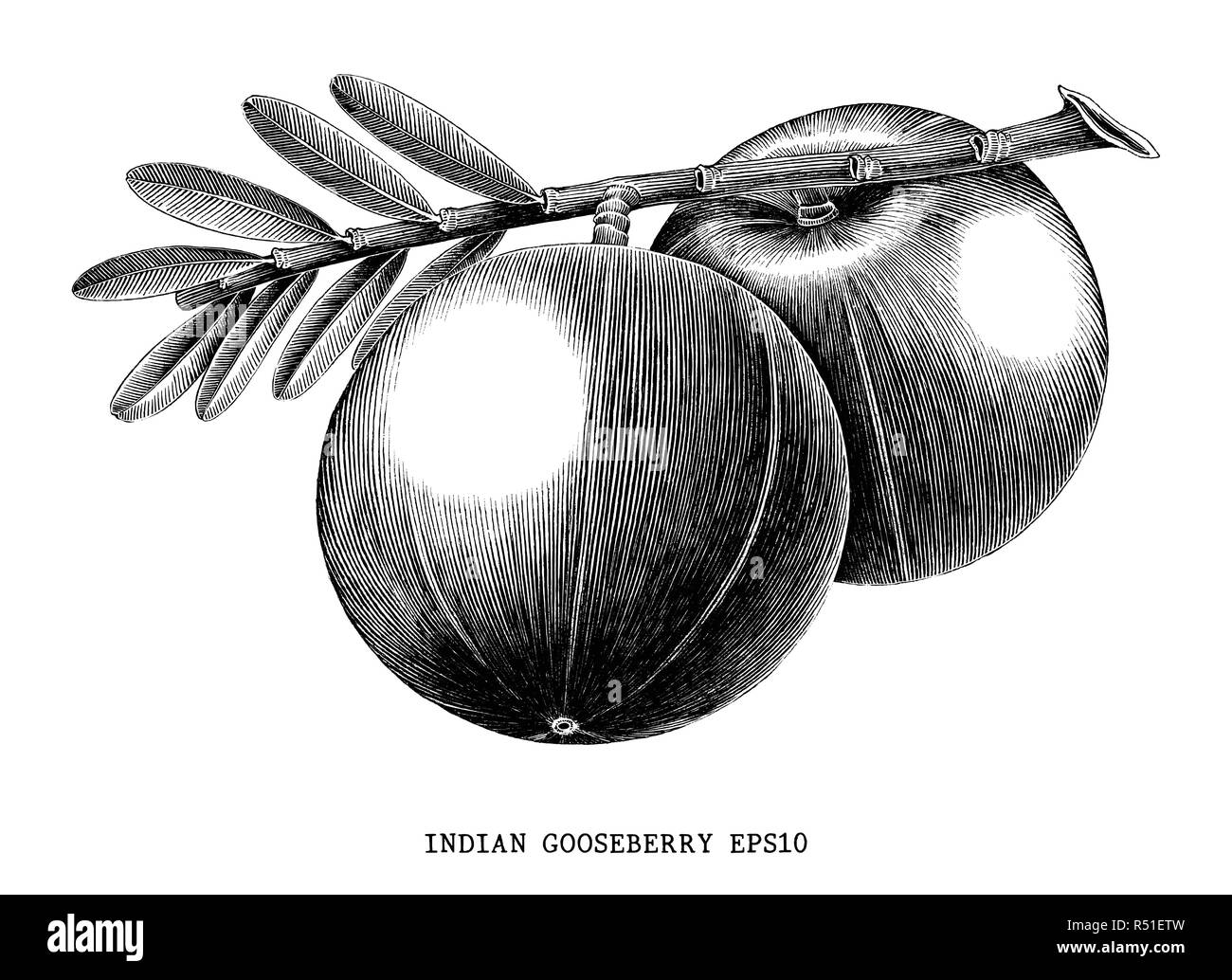 Amla fruit indian gooseberry Black and White Stock Photos & Images - Alamy