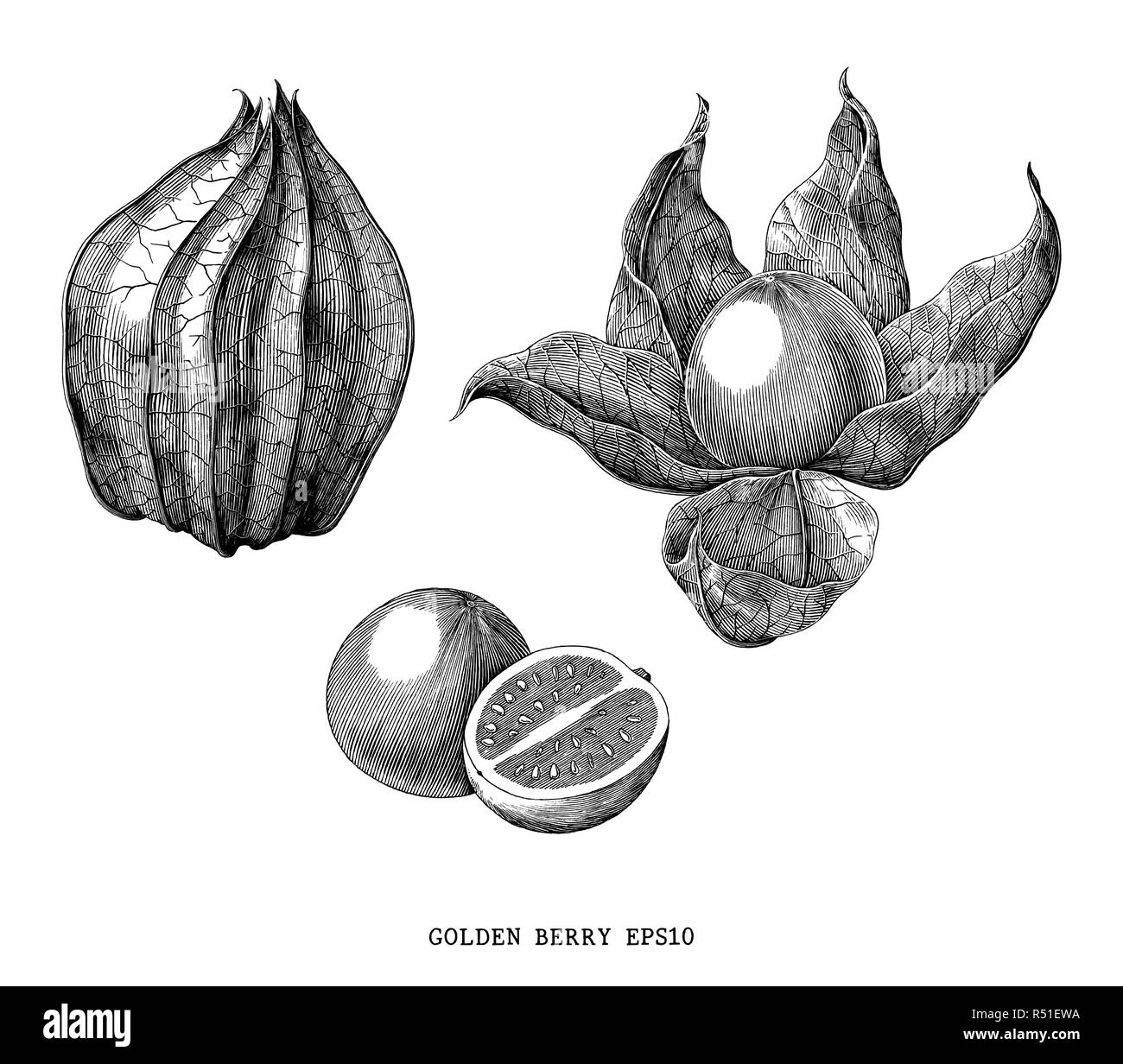Golden berry Black and White Stock Photos & Images - Alamy