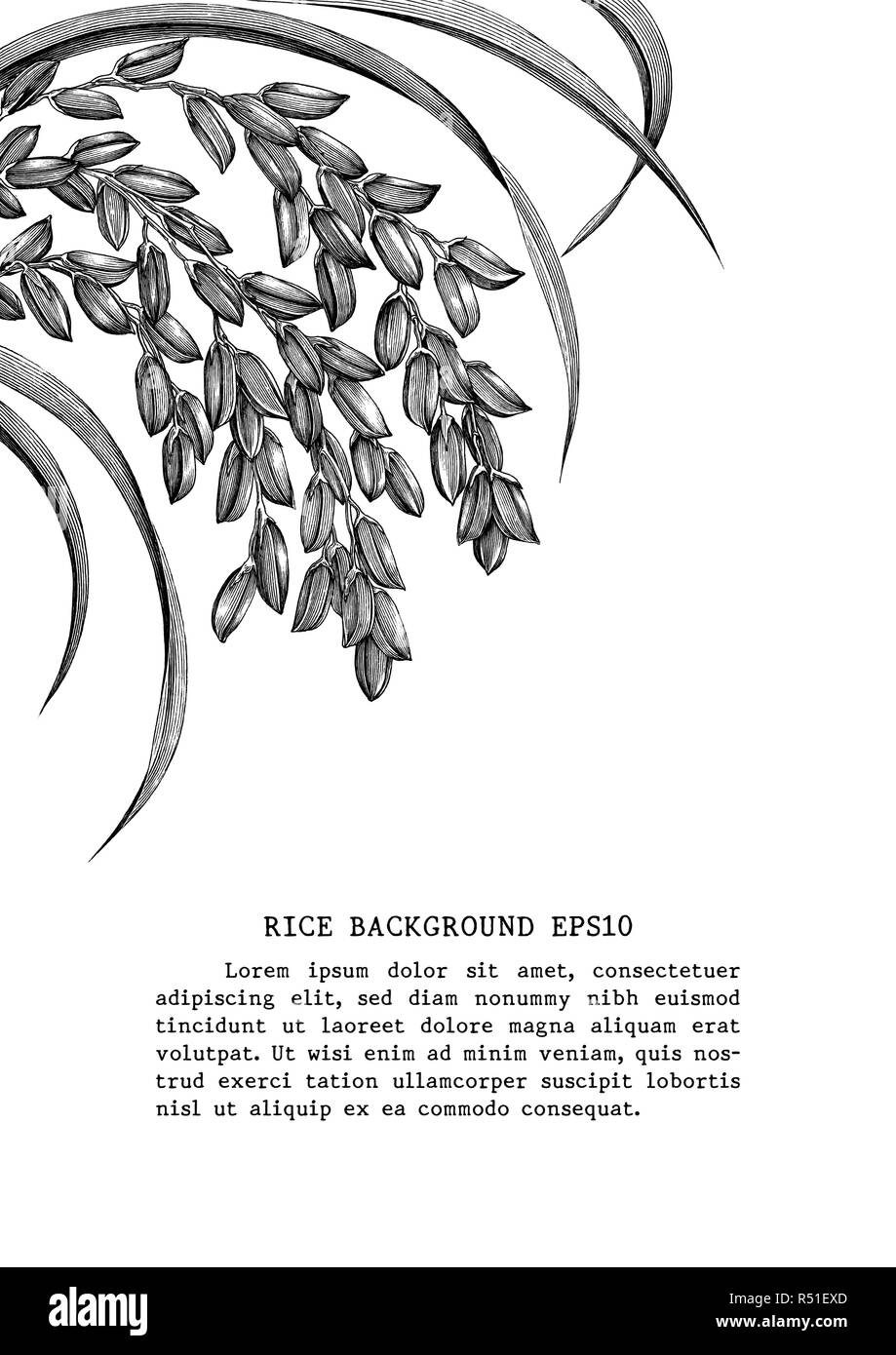 Rice Plant Clip Art