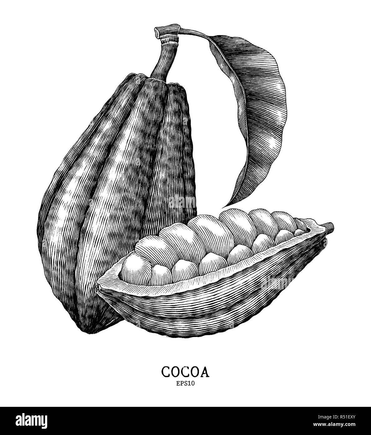 Cocoa plant hand draw vintage engraving style isolated on white ...