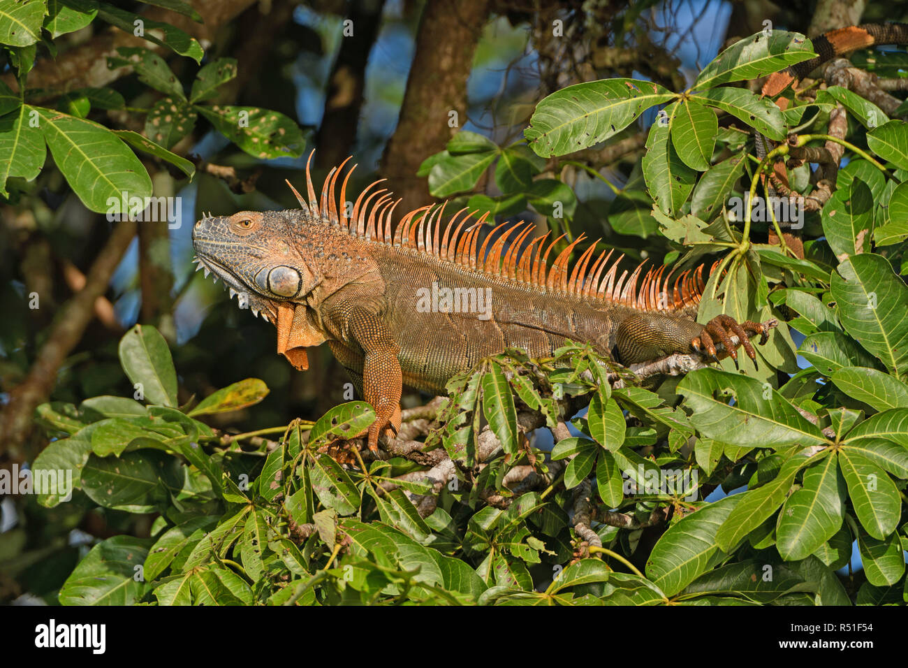 Iguana tree wilderness hi-res stock photography and images - Alamy