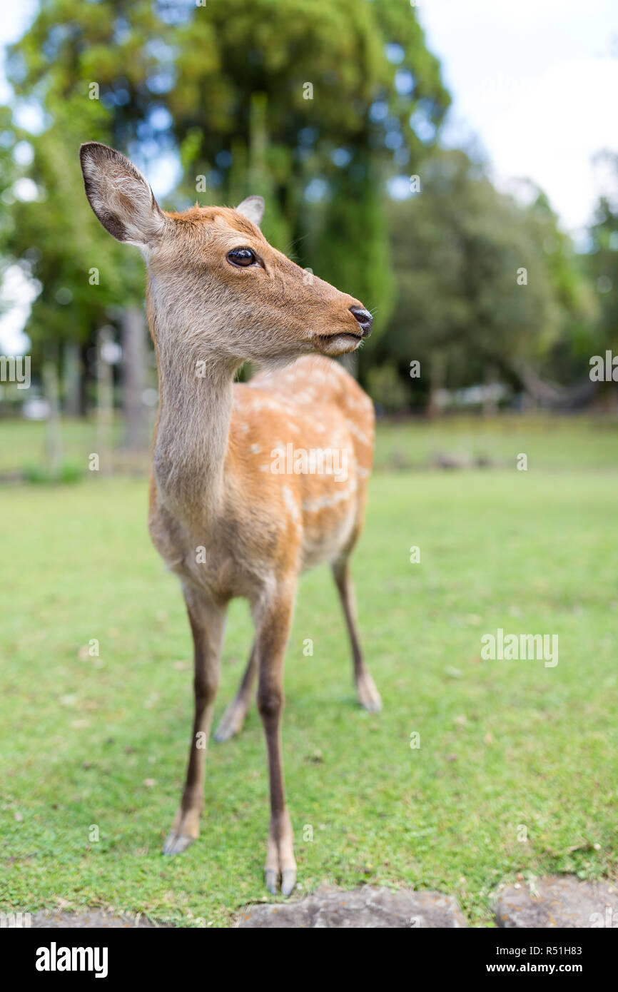Deer and humans japan hi-res stock photography and images - Alamy