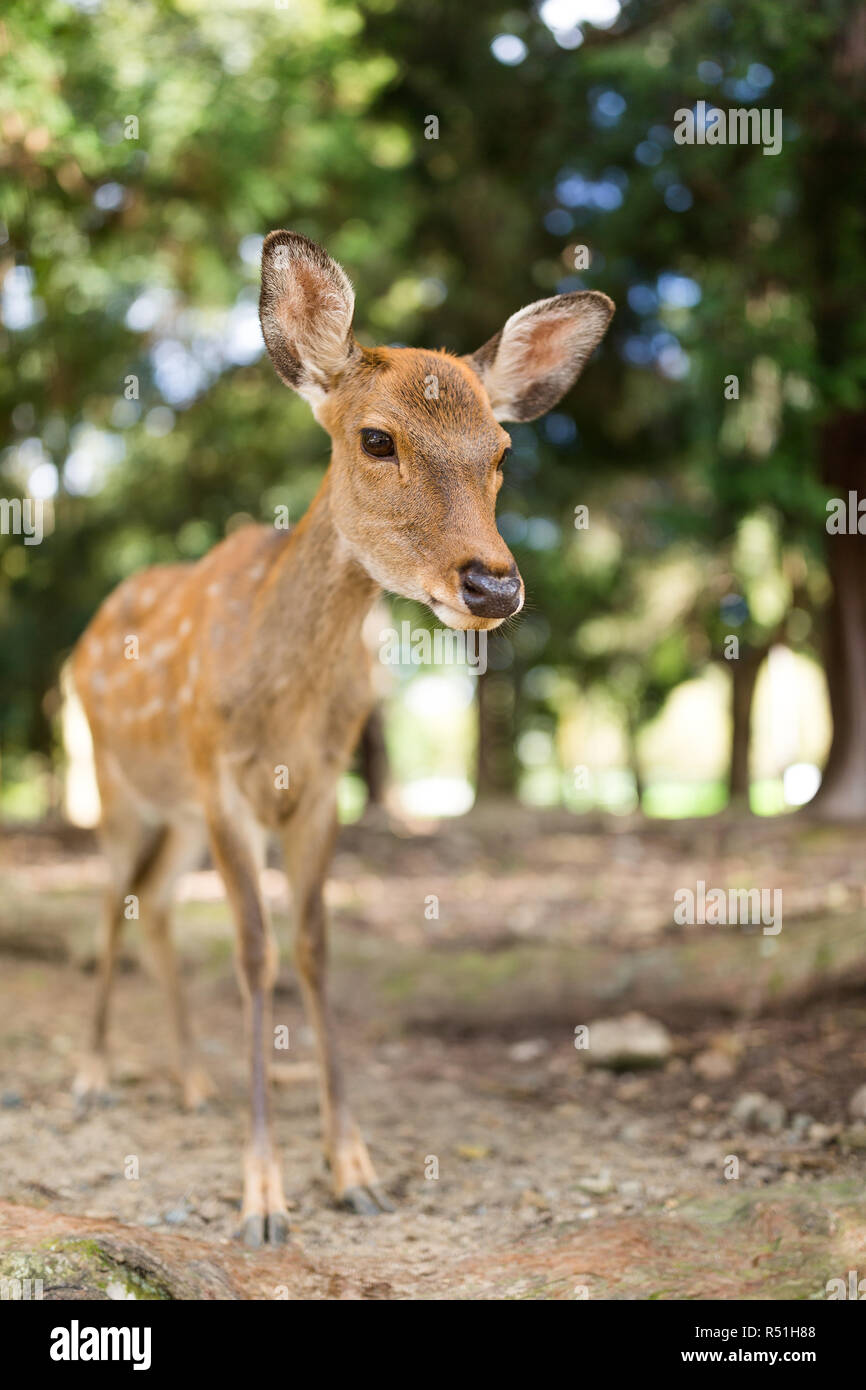 Cute little deer Stock Photo - Alamy