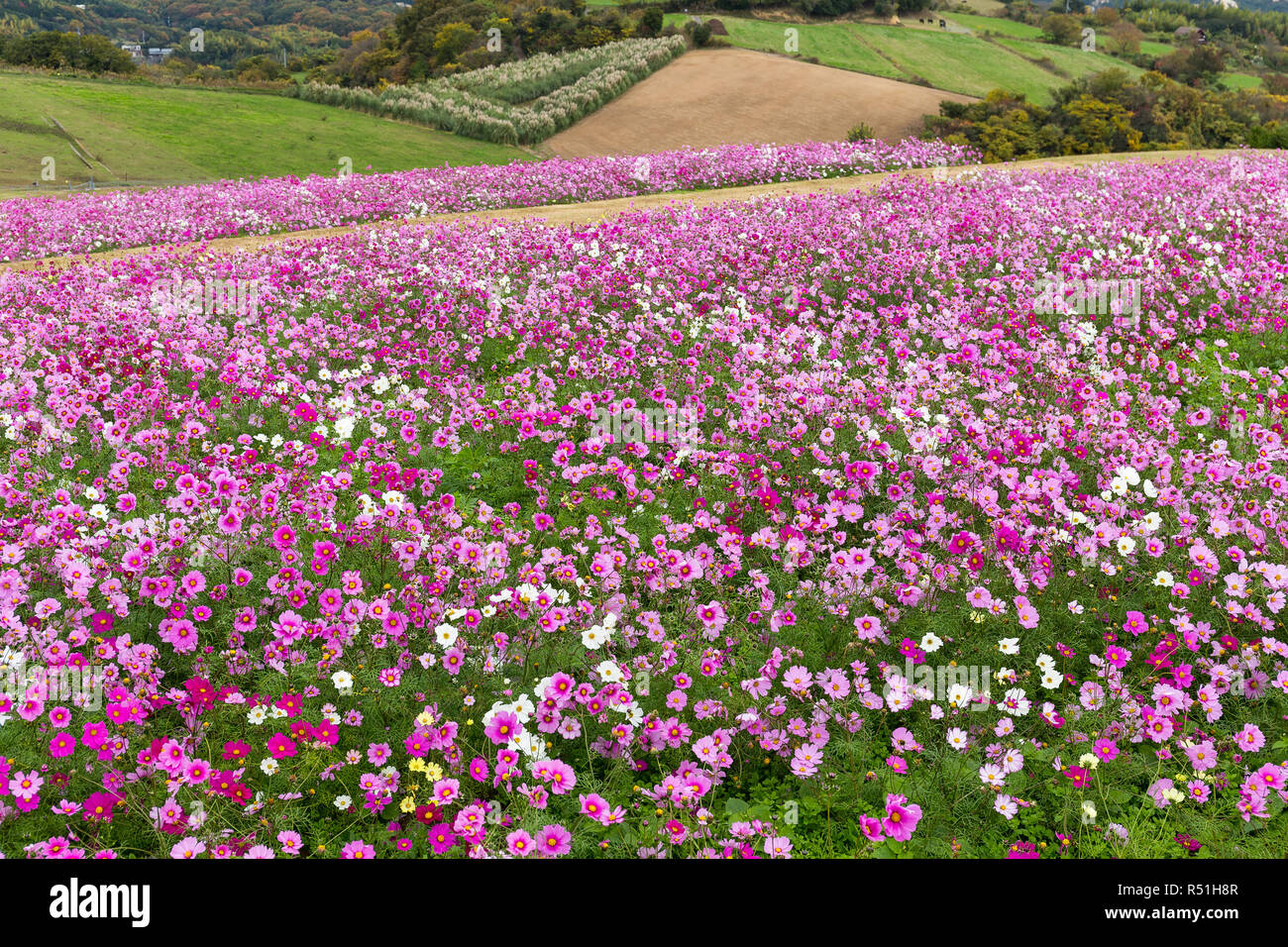 Cosmos flower field Stock Photo - Alamy