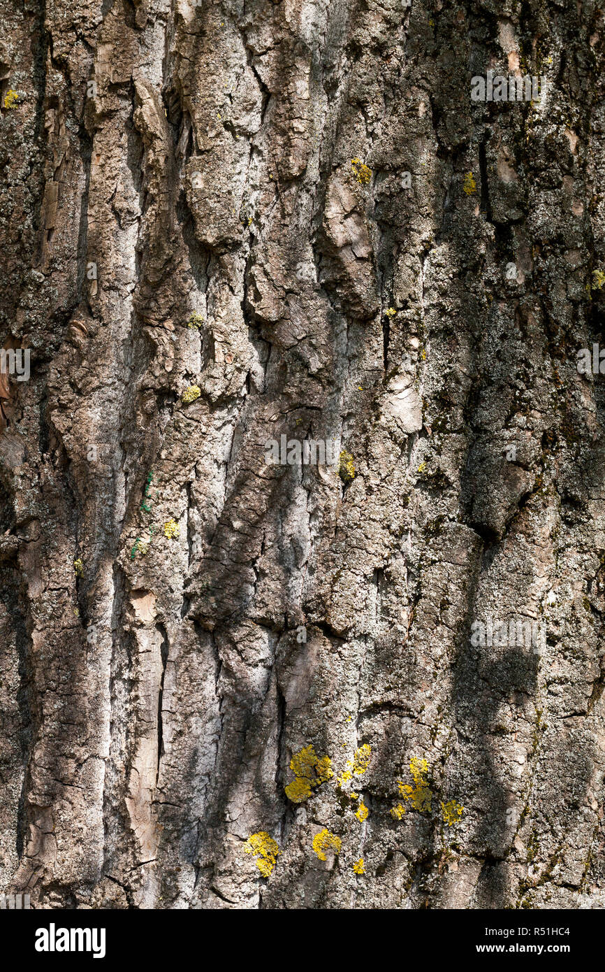 cracked bark uneven old tree lit by sunlight Stock Photo - Alamy