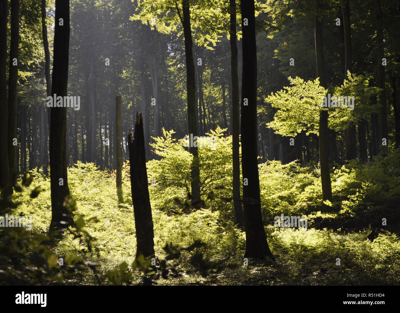 Waldreservat hi-res stock photography and images - Alamy