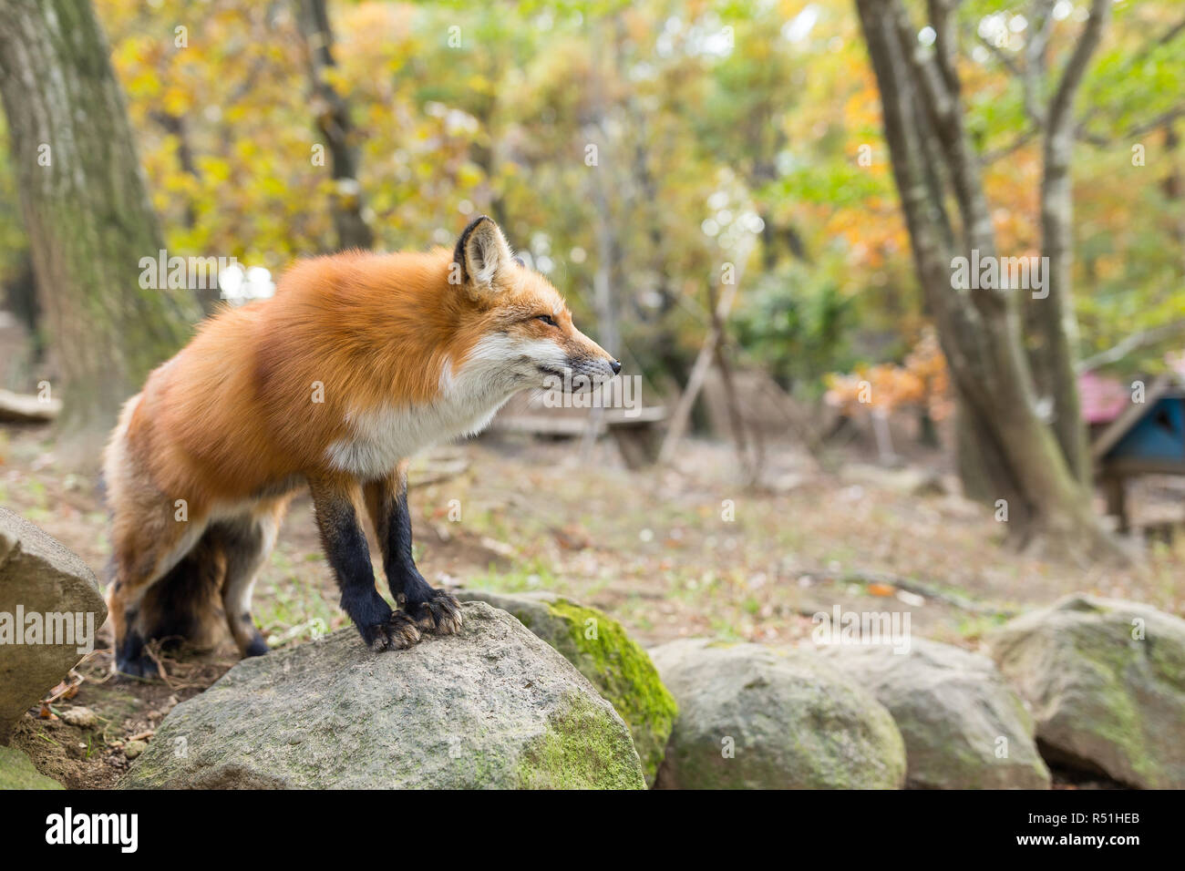 Red fox standing on rock Stock Photo - Alamy