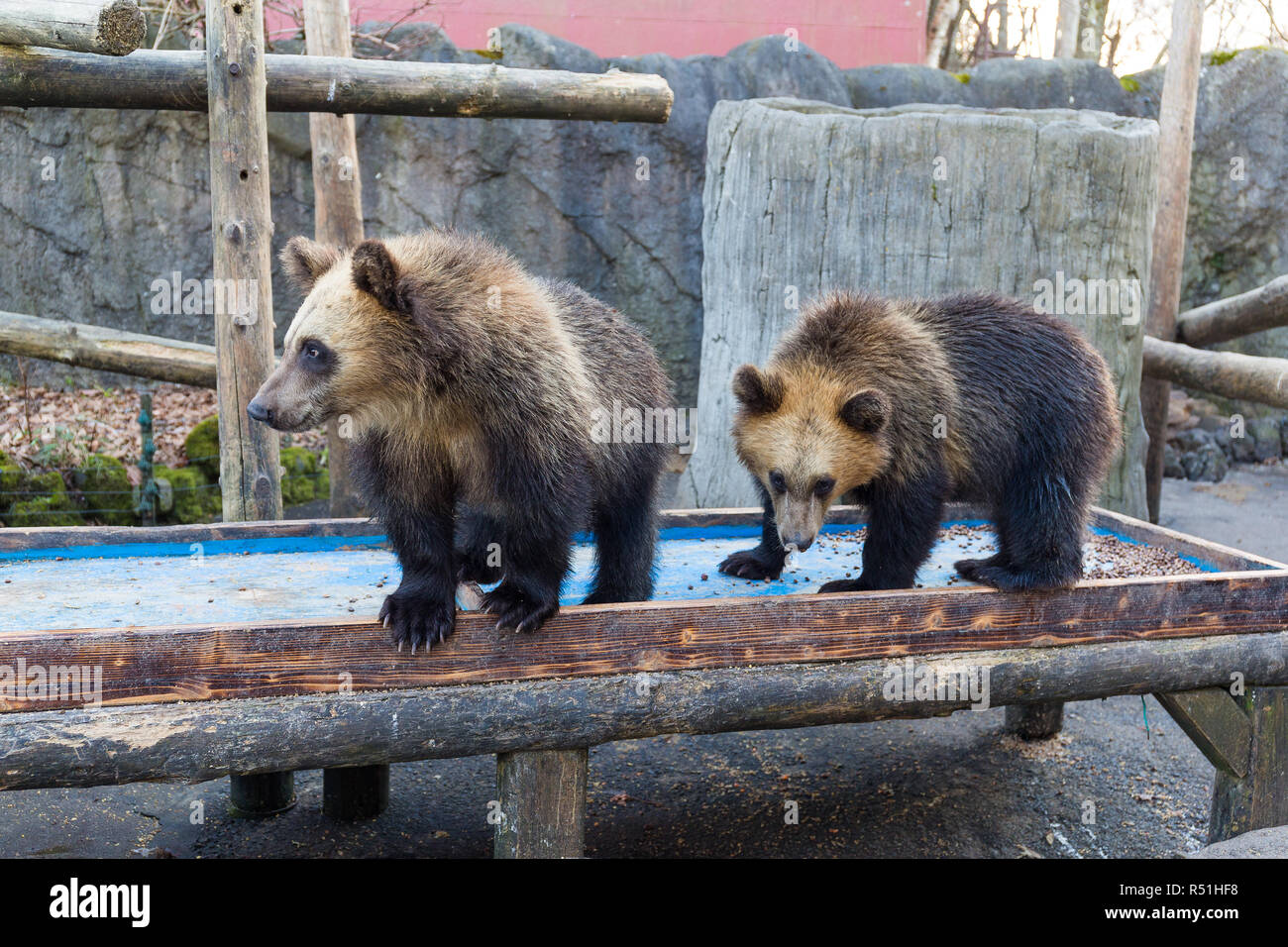 Bear in zoo Stock Photo - Alamy