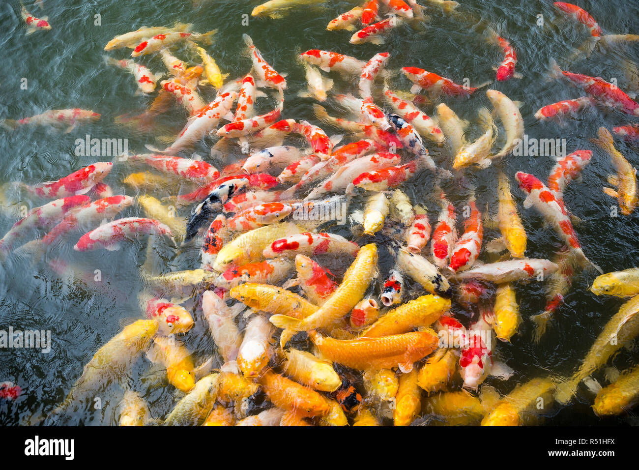 Feeding crap fish Stock Photo - Alamy