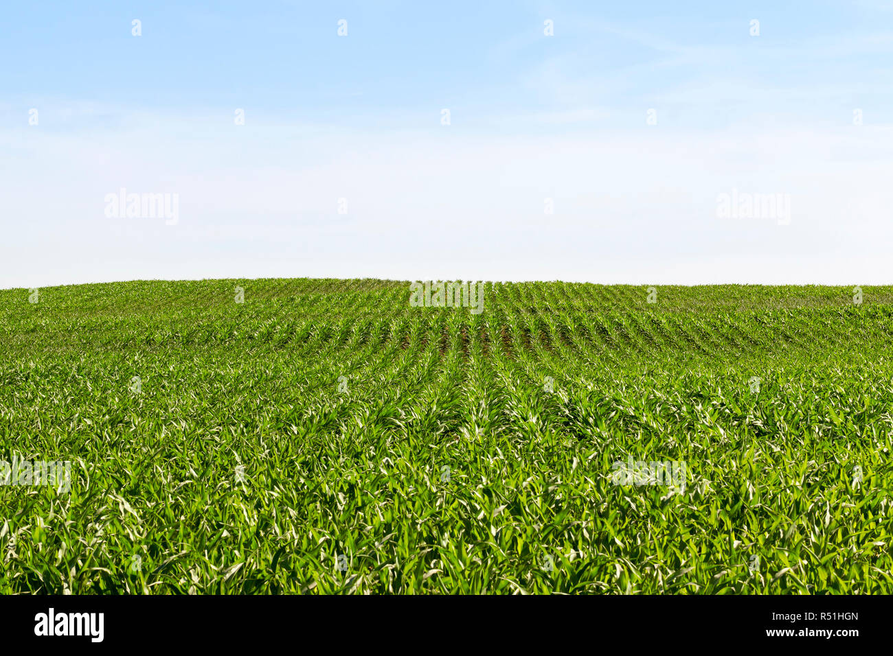 Sweetcorn rows field hi-res stock photography and images - Alamy