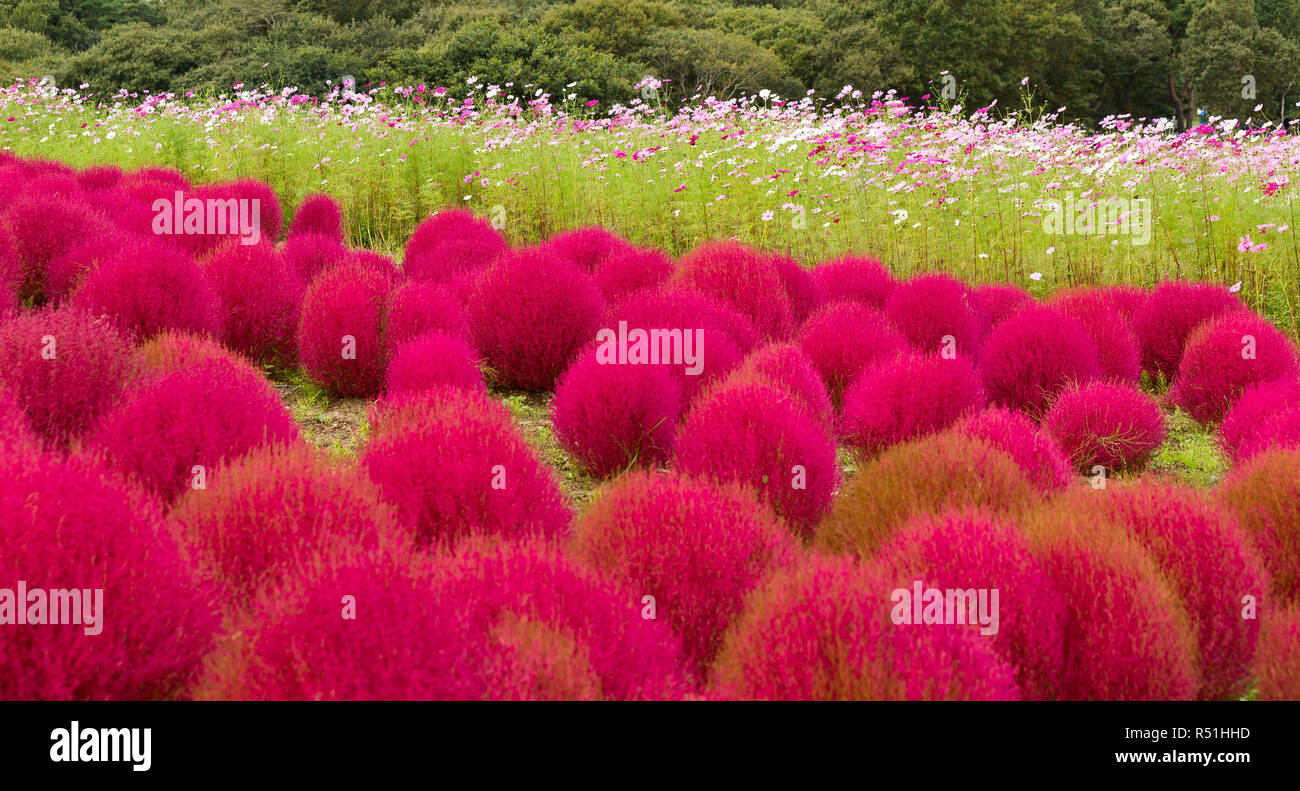 Scoparia bush plant hi-res stock photography and images - Alamy