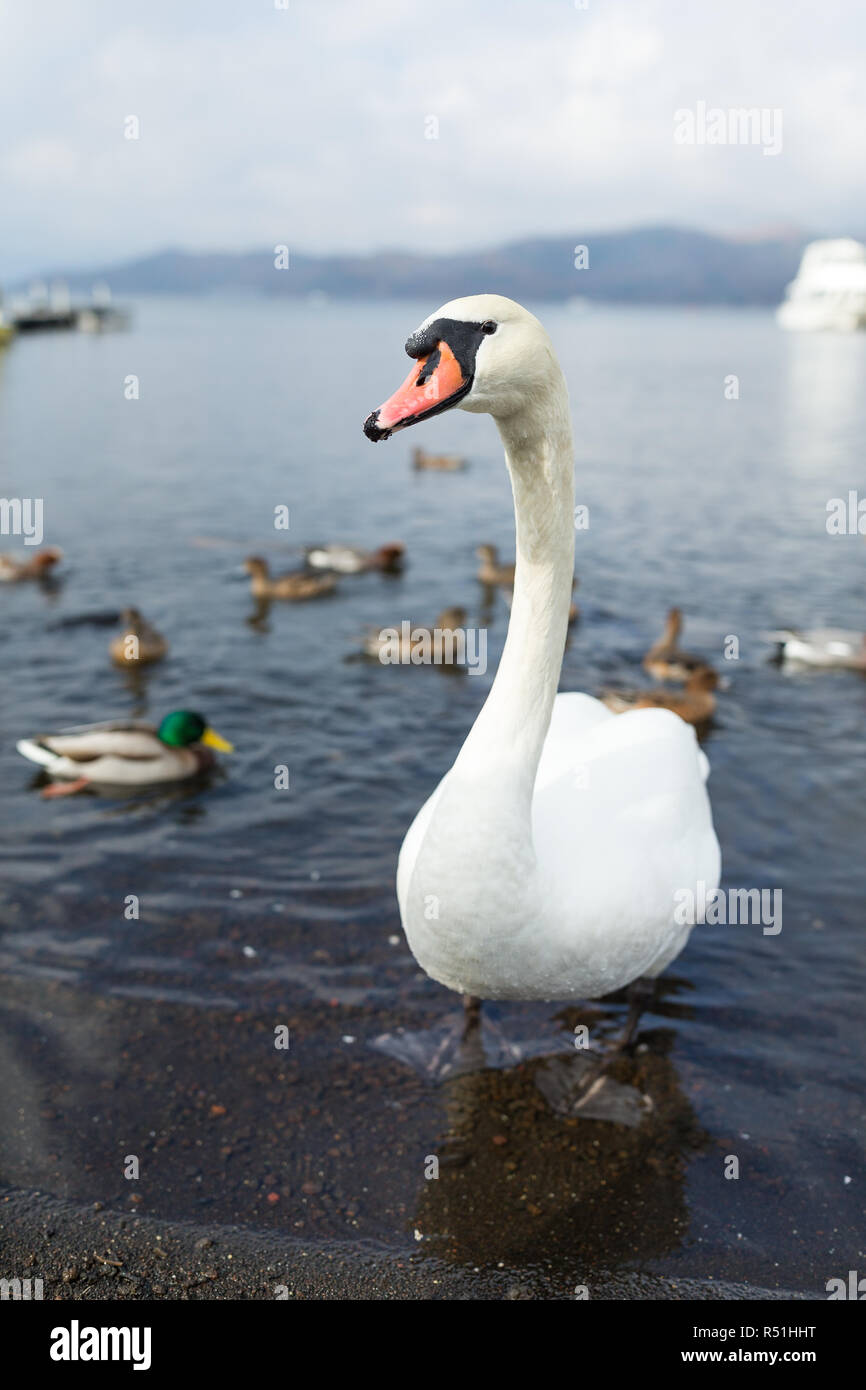 Swan and duck Stock Photo - Alamy