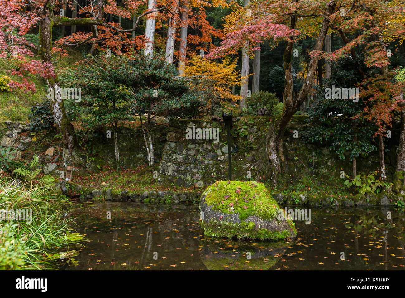 Autuman tree hi-res stock photography and images - Alamy