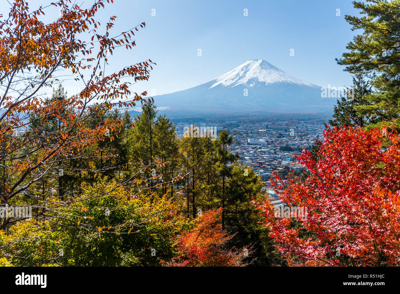 Red maple tree and mountain Fuji Stock Photo - Alamy