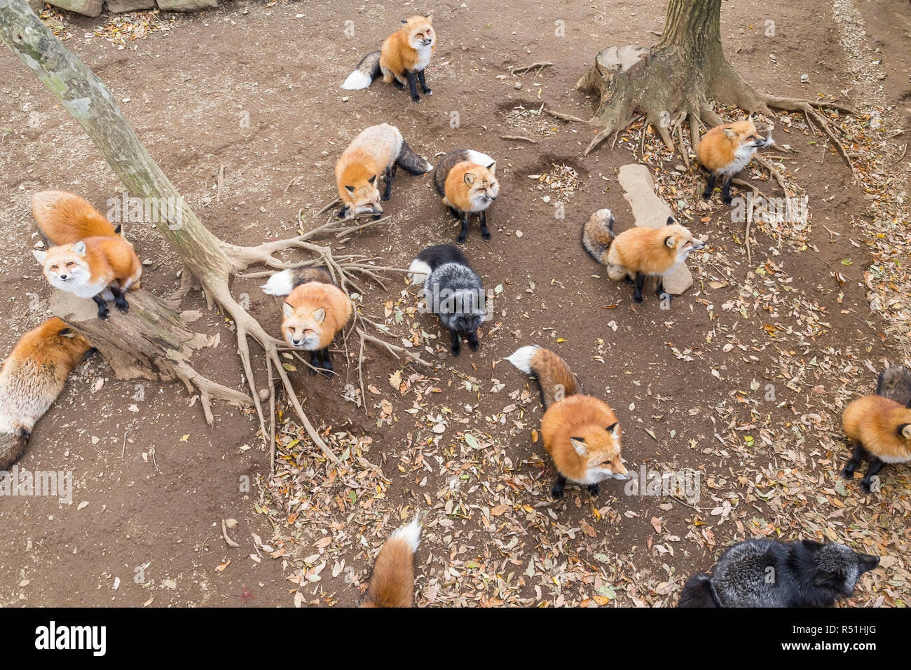 Fox waiting for food Stock Photo - Alamy