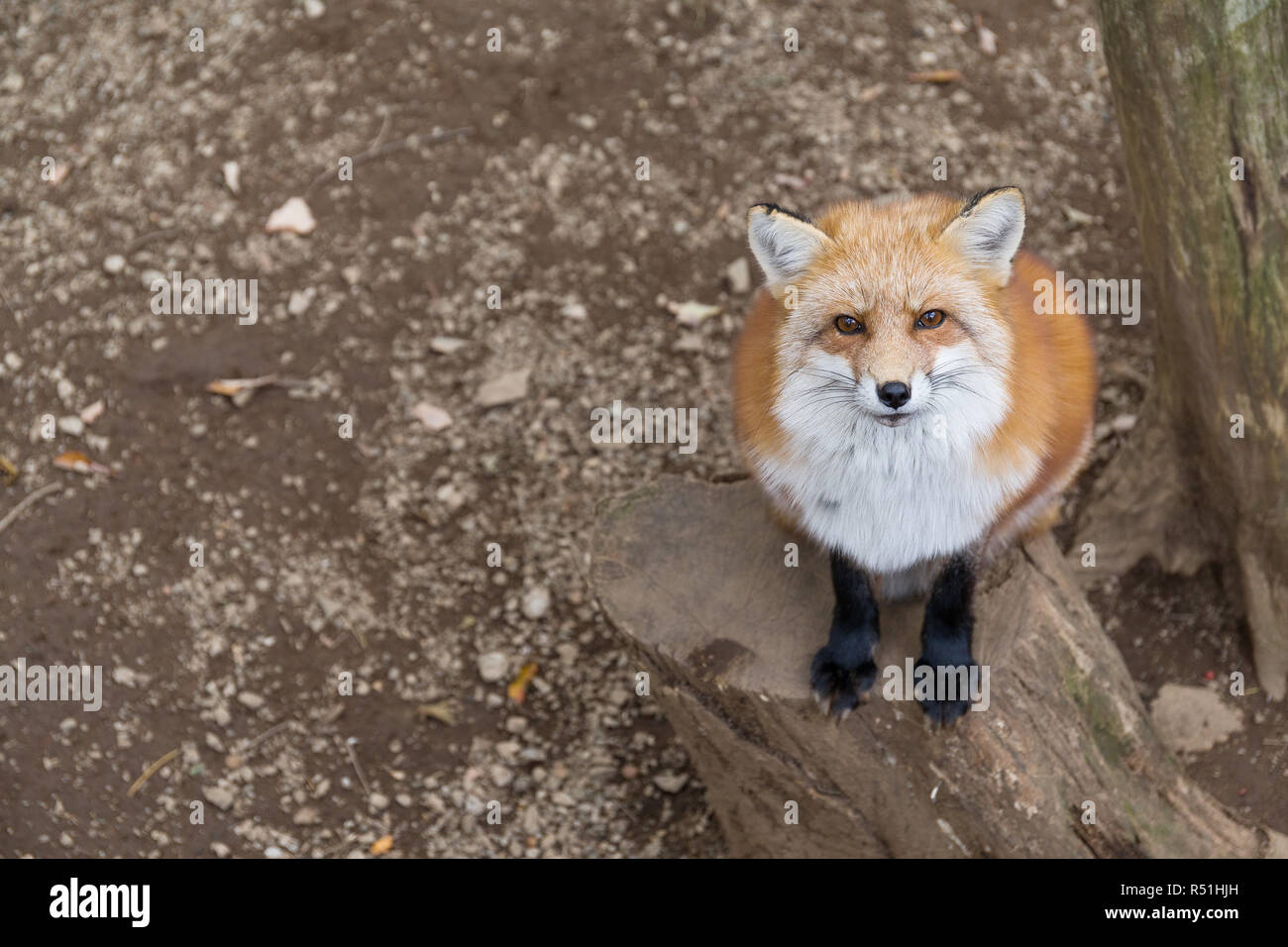 Lovely Fox looking up Stock Photo - Alamy