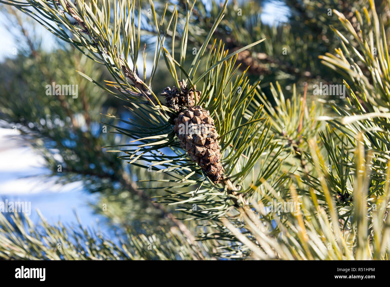 small pine cones on tree branches, close up Stock Photo - Alamy