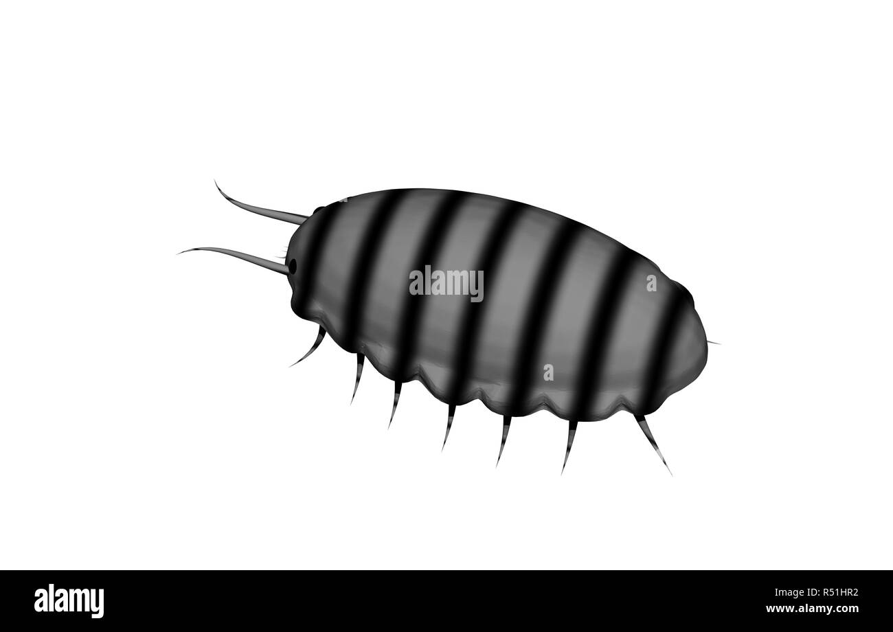 Krabbeltiere hi-res stock photography and images - Alamy