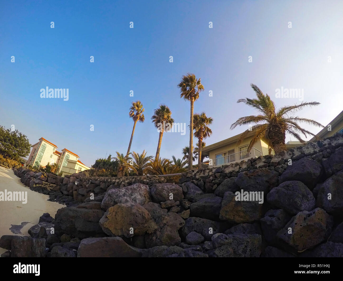 High palm trees at the beach of Pyoseon city and stones from frozen ...