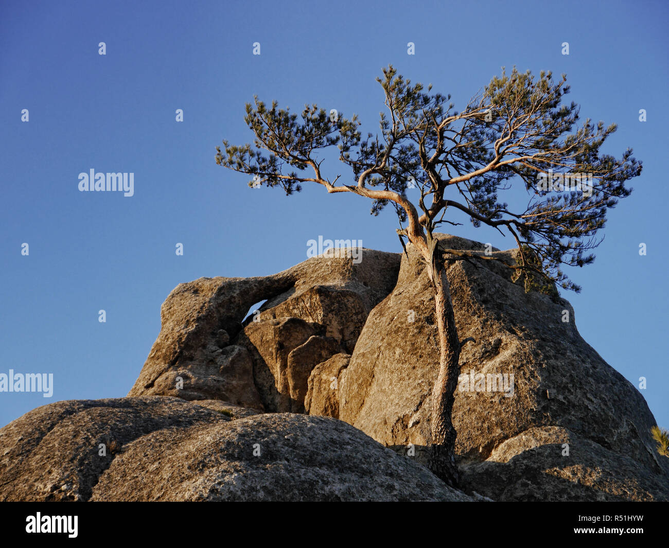Mountain pine tree on the peak of Seoraksan mountains Stock Photo - Alamy