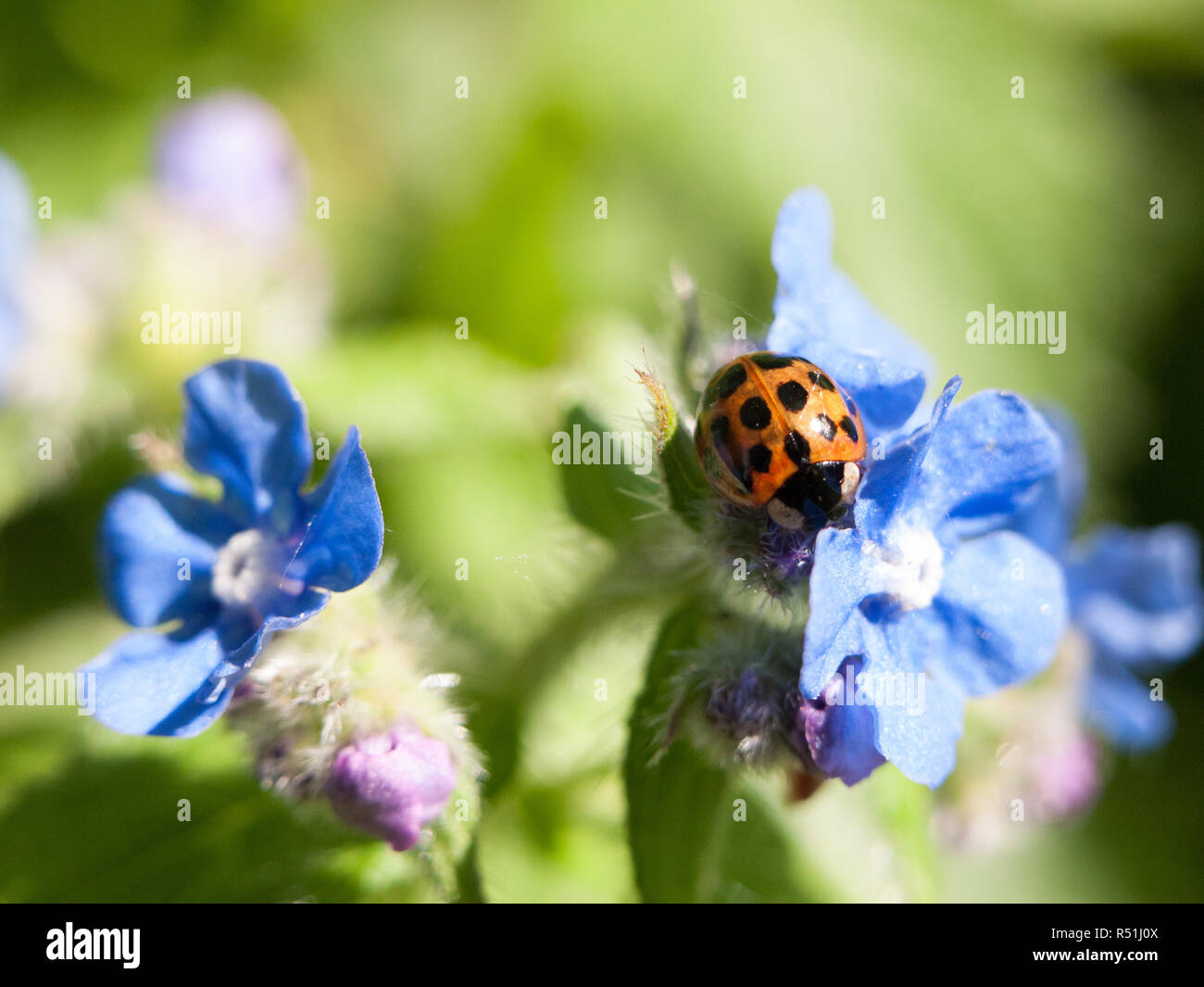 a ladybird shell on top of some small blue flowers outside forget me ...