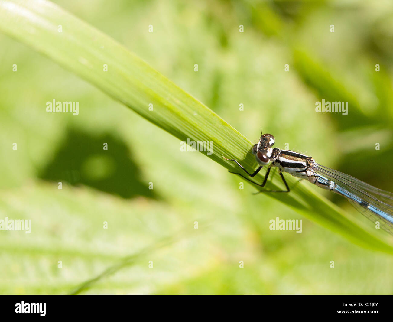 the top part of a dragonfly outside resting upon a grass blade in clear ...