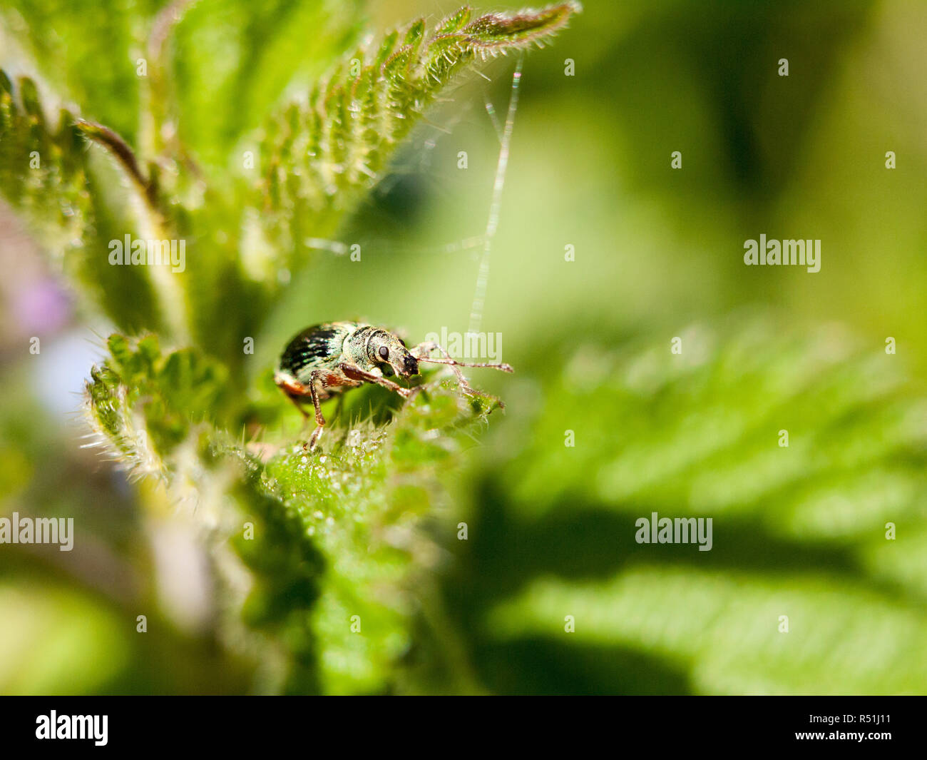 a green armored bug on top of a leaf with its eye in clear focus macro ...