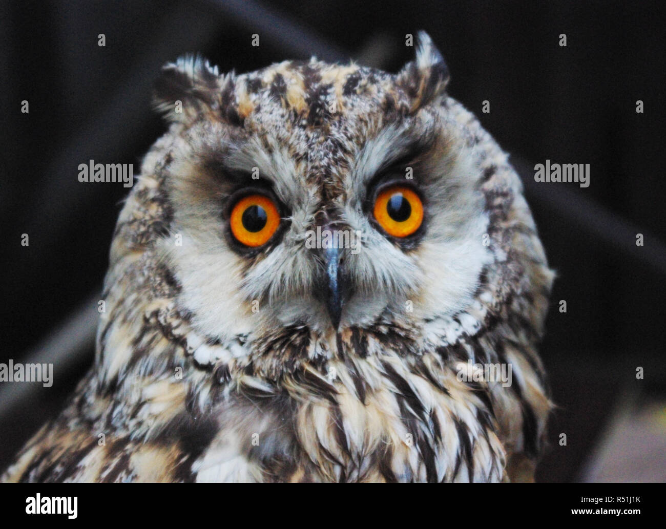 Wisdom owl head hi-res stock photography and images - Alamy