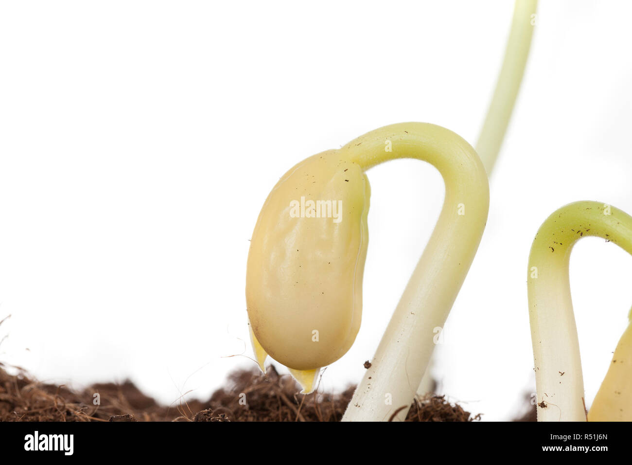 sprouted spring new young plant of beans, crop of vegetables Stock ...