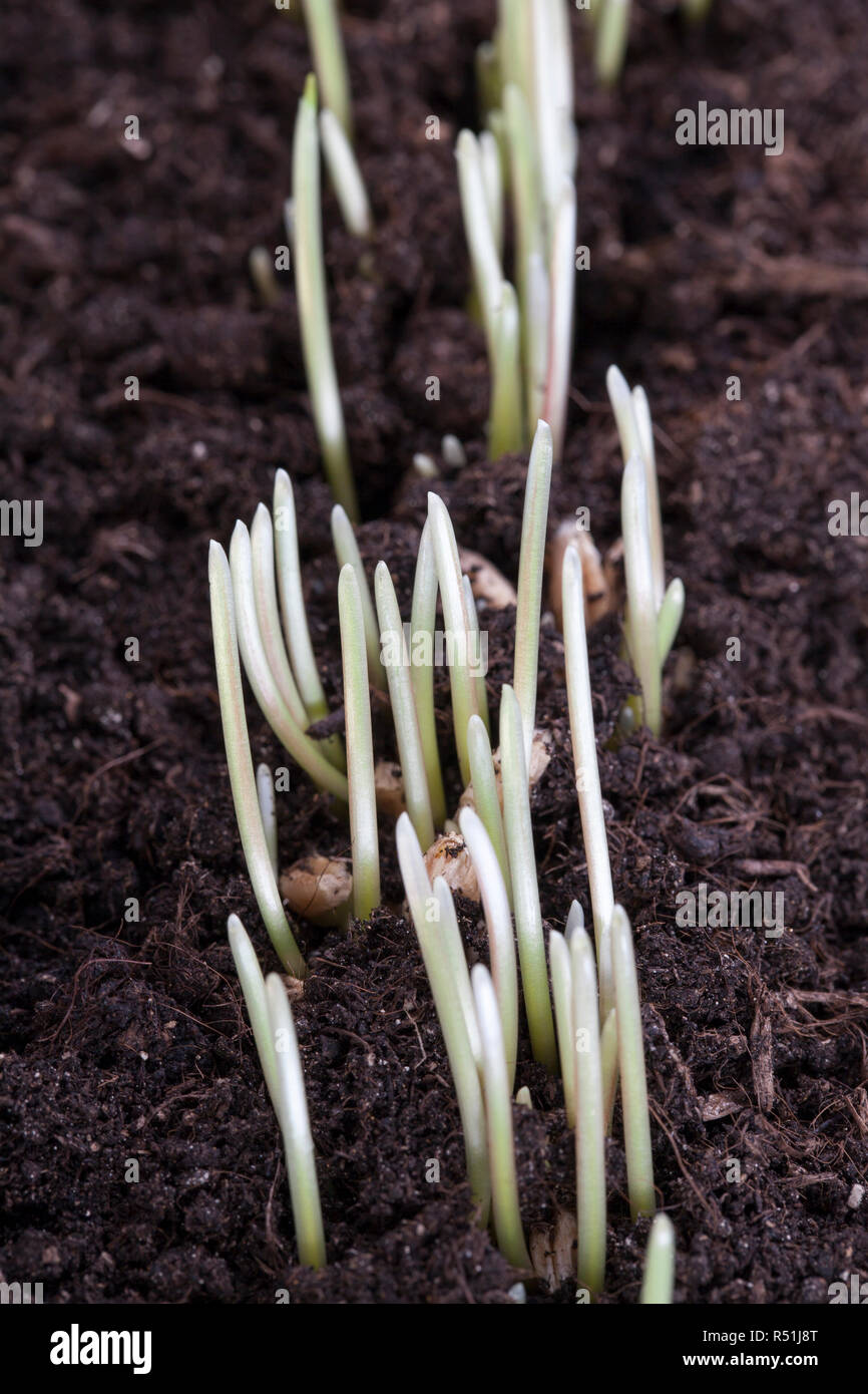 Sprouts on the stem growing hi-res stock photography and images - Alamy