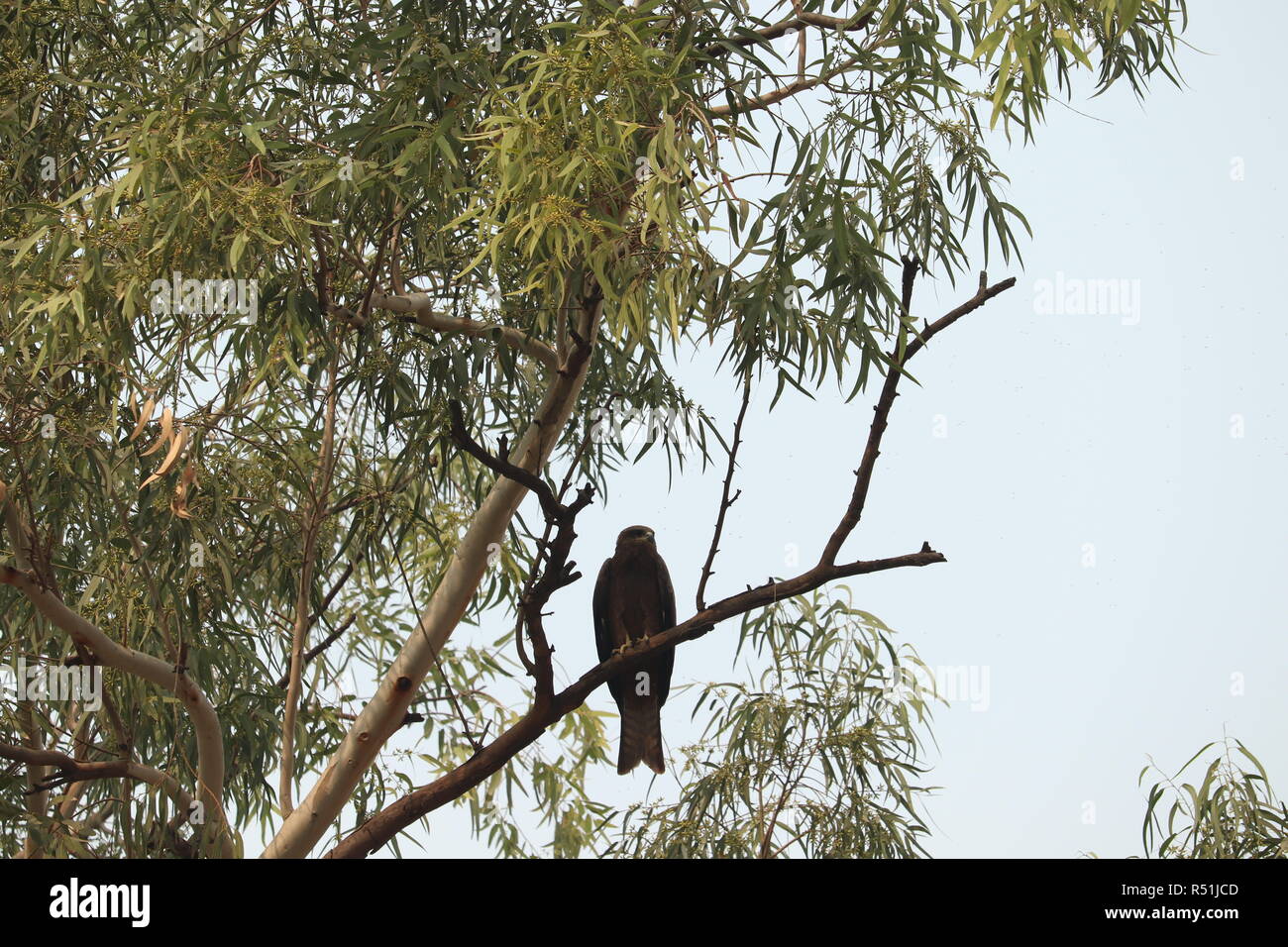 Kite stuck in tree hi-res stock photography and images - Alamy