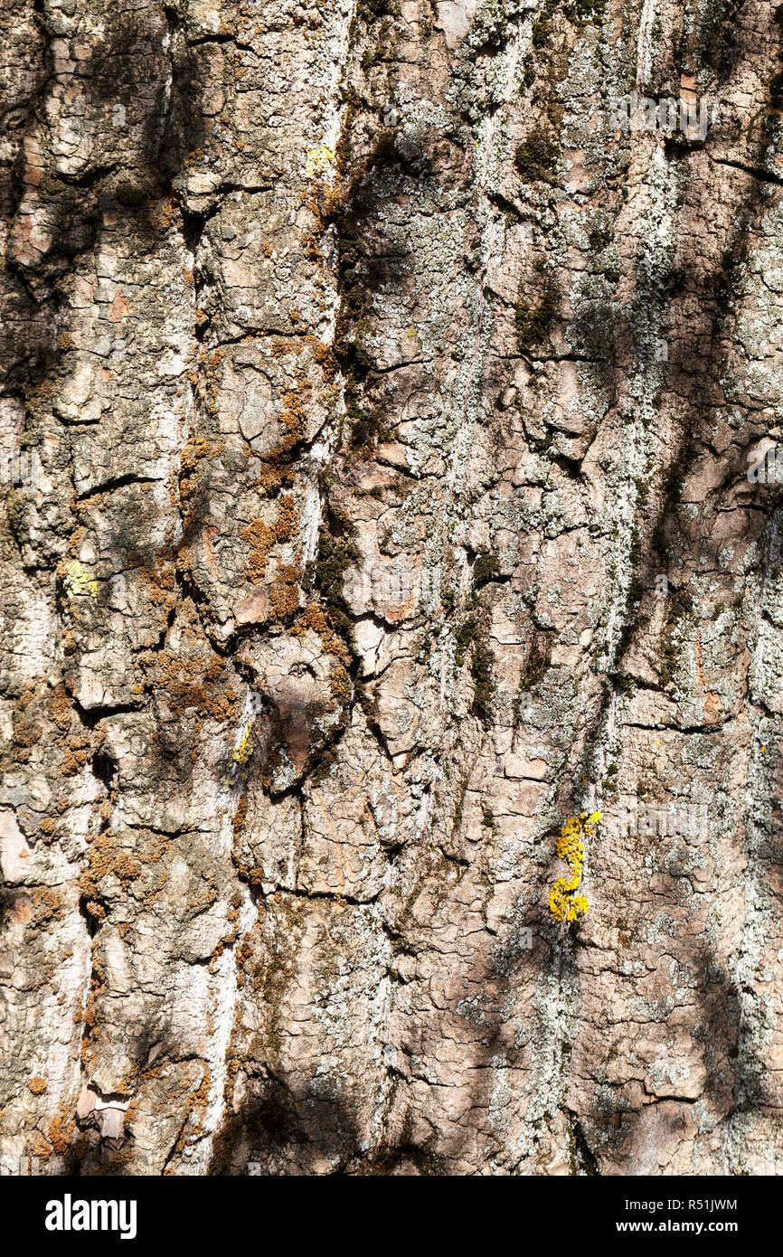corrugated tree bark with moss and lichen, shade from foliage, sunny ...