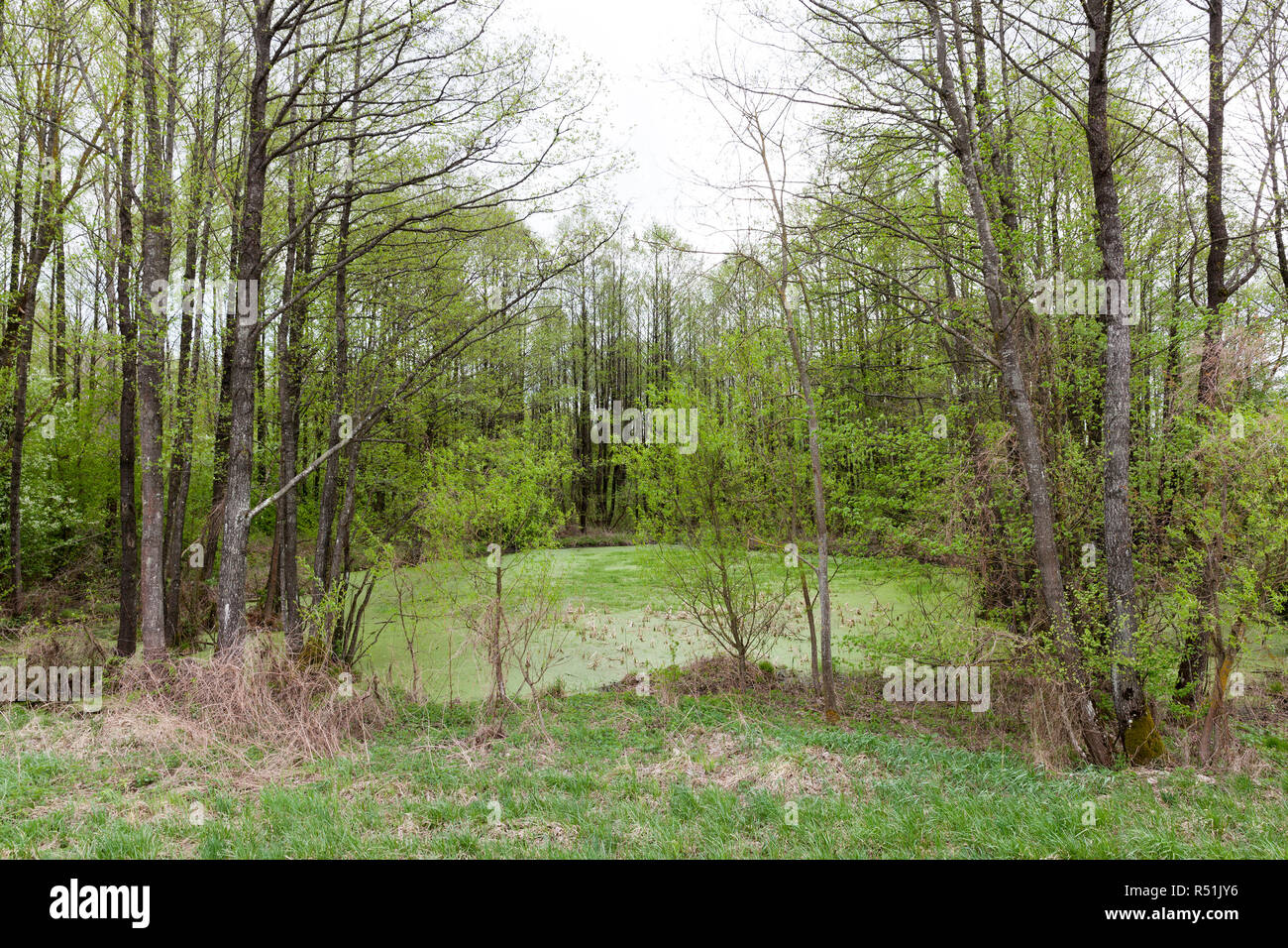 a mud covered marsh in the forest, deciduous trees grow along the edges ...